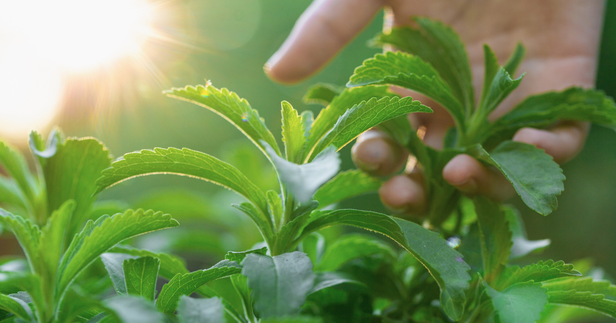 Stevia sweetener: What it is, how we use it & stevia-free options ...